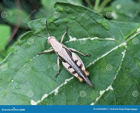 Insect Sitting On The Green Leaf Stock Image Image Of Sitting Insect 295940857