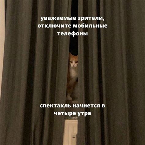 концерт котэ прикольные картинки с кошками смешные картинки и другие приколы комиксы