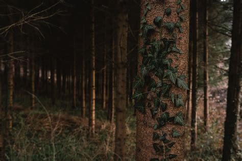 담쟁이덩굴로 덮인 소나무가 있는 고요한 숲 · 무료 스톡 사진