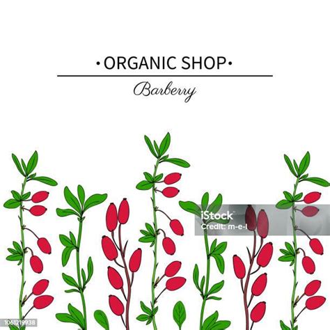 매 발톱 나무 손으로 그려진된 분기 벡터 흰색 배경 화려한 베리 자연 매운 나물 디자인 패키지 차 화장품 의학 인사말 카드에 대 한 재료 요리 장식 프레임에 고립 가을에