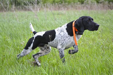 Pointer