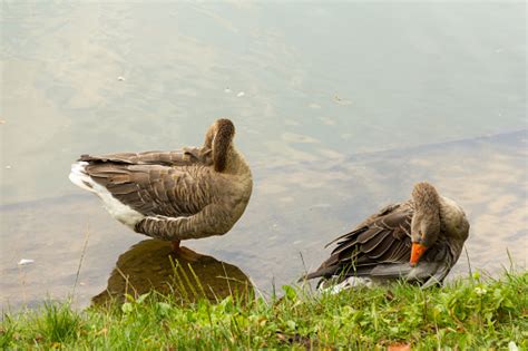 붉은 부리를 가진 2 개의 회색 거 위 하나는 잔디로 덮여 해안 근처의 얕은 물에서 서 있는 자는 다른 세척 조용히 갈색에 대한 스톡 사진 및 기타 이미지 Istock