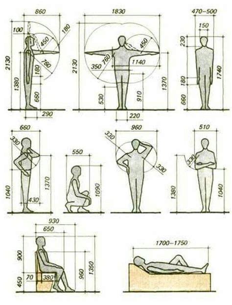 History And Basics Of Anthropometry Human Dimension Human Body