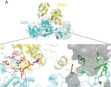 Biomolecules Special Issue RNA Binding ProteinsStructure Function Networks And Disease