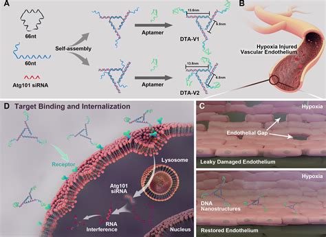 Sirna Loaded Dna Nanostructures Restore Endothelial Leakiness Nanoscale Horizons Blog