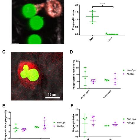 Immune Responses At 0 And 24hpi To Cryptococcus Neoformans Kn99α And