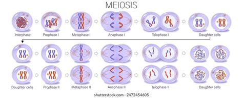 Profase 1 Vs Profase 2