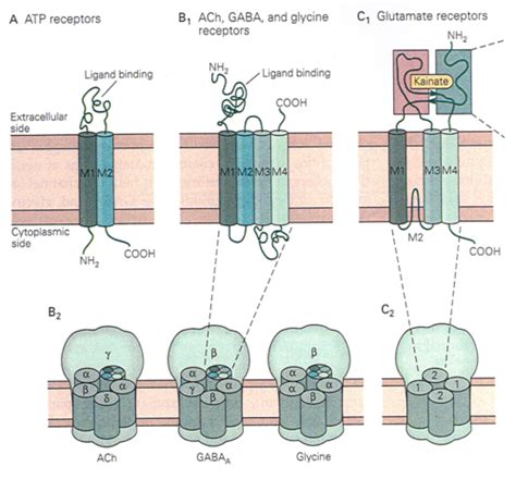 L13 Ionotropic Receptors Flashcards Quizlet