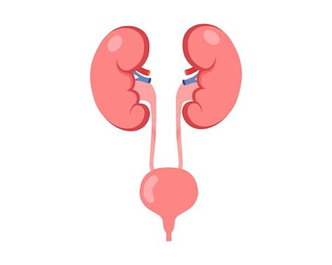 신장과 방광 인간의 내부 장기 비뇨기 계통의 해부학 프리미엄 벡터
