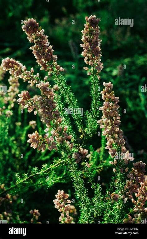 Winter Heath Or Alpine Heath Erica Carnea Or Erica Herbacea