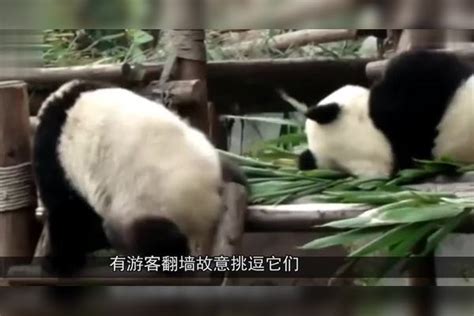 大熊猫贵为国宝伤人之后会不会被击毙熊猫我别名牢底坐穿兽 别名 大熊猫 伤人