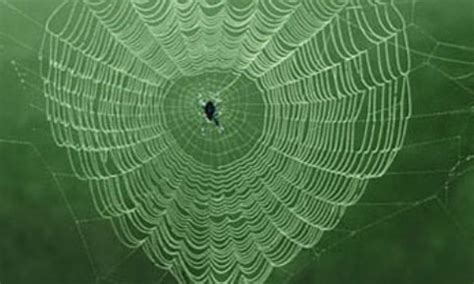 Difference Between Cobwebs And Spider Webs Difference Between