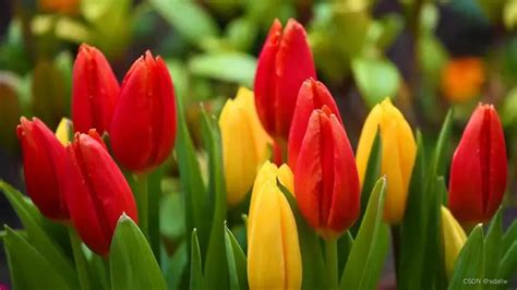 Jquery 实现手风琴效果横向手风琴jq代码 Csdn博客