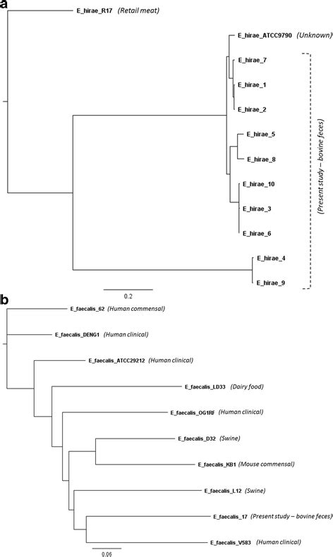 Phylogenetic Trees Of Aentercoccus Hirae And Bentercoccus Faecalis Download Scientific Diagram