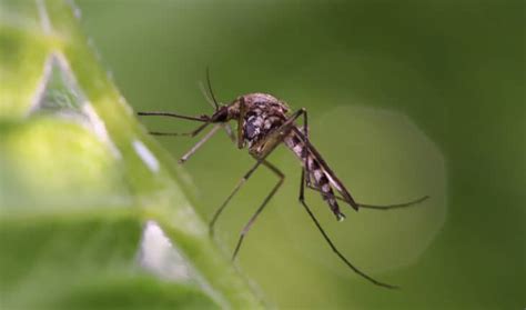 Gene Drive Technology Malarial Mosquitoes Completely Controlled In