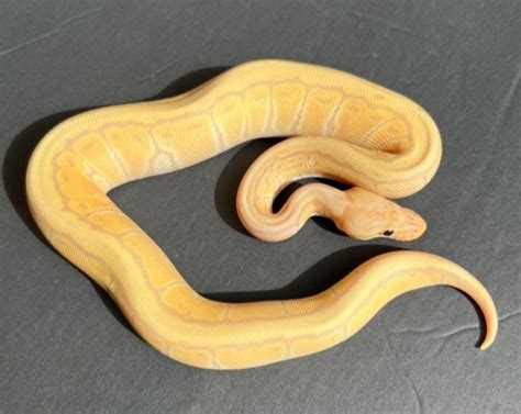Coral Glow Pinstripe 50 Het Clown Ball Python By 805exotics Morphmarket