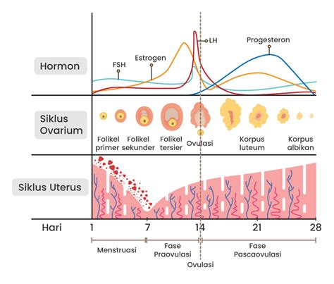 Perhatikan Bagan Fase Menstruasi Berikut Be
