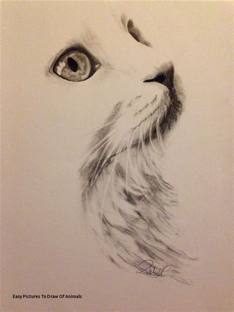 Pen And Ink Animal Drawings At Explore Collection