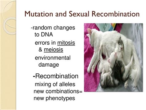 Microevolution Ch 23 And Macroevolution Ch 24 Ppt Download
