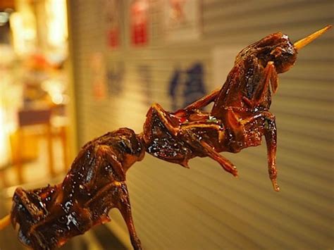 약혐일본의 참새구이 유머움짤이슈 에펨코리아