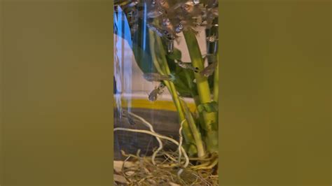 구피 얼굴 들이밀지말고~ 기다려~ Youtube