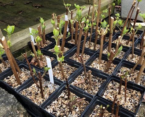 Spring Update Hydrangea Propagation Heritage Museums And Gardens