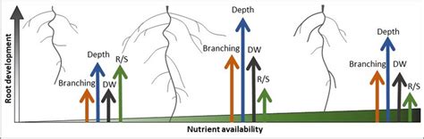 Root Development And Architectural Plasticity In Response To An Download Scientific Diagram