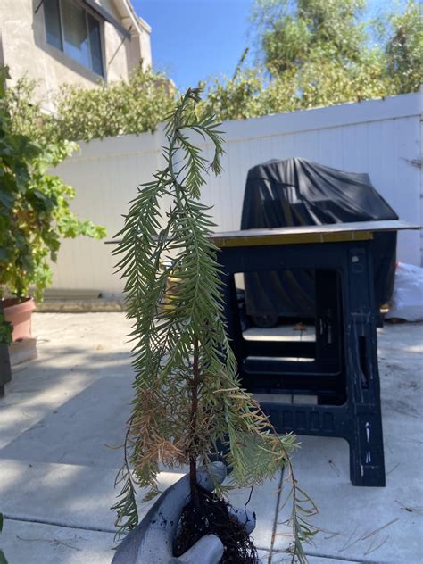 Root Rot On Redwood Rplantclinic