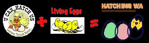Hatching Wa Chick Hatching Programs Perth