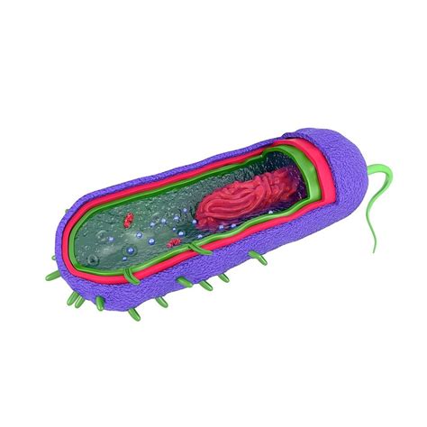 Bacteria Diagram Quizlet