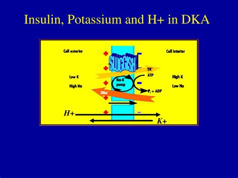 Ppt Hyperglycemic Emergencies Powerpoint Presentation Free Download