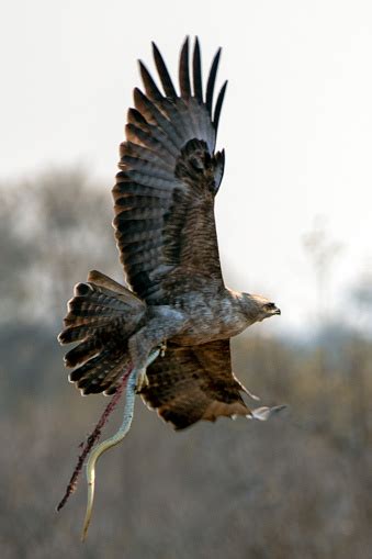뱀 독수리 Circaetus Gallicus 날개를 펼치고 크루거 국립 공원에서 뱀과 함께 날아 다니는 남아프리카 공화국 Rsa 갈고리 발톱에 대한 스톡 사진 및 기타