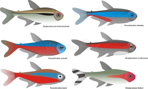 Vector Graphics Of Different Tetra Species Stock Vector Illustration