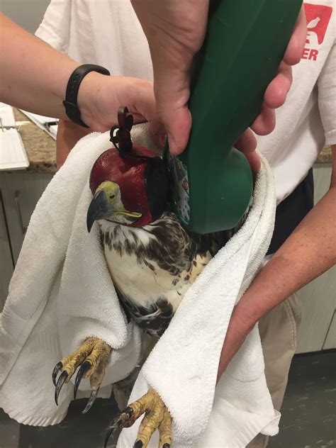 Red Tailed Hawk Admitted With Gunshot Wound By Conservancy Of Swfl