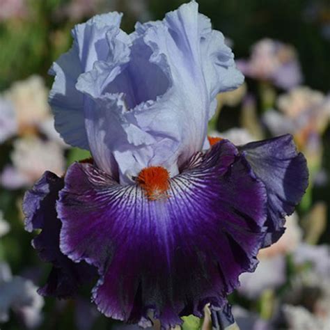 Iris Honourable Lord Gradina Chic