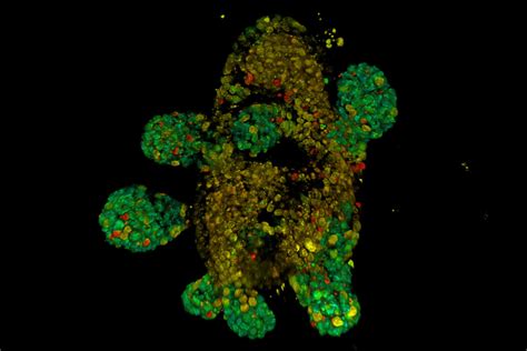 Accessing The Metabolic Information Of Stem Cells Science Lab Leica Microsystems
