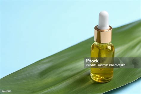 연한 파란색 배경에 화장품 오일과 녹색 잎이 있는 병 근접 촬영 텍스트를 위한 공간 0명에 대한 스톡 사진 및 기타 이미지 0명 공란 깨끗한 Istock