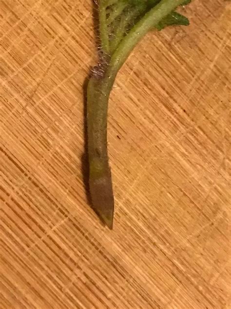 准备一把刀片和嫁接带，轻松完成番茄的嫁接，新手看了也能学会凤凰网