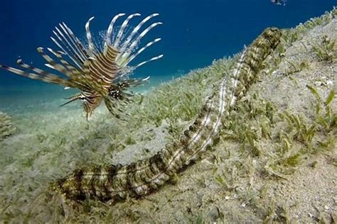 Sea Cucumber