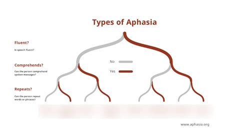 Slp 6020 Miderm Diagram Quizlet