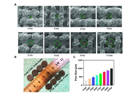 Morphology Of The Ti6al4v Alloy Porous Scaffolds And Their Pore Size Download Scientific