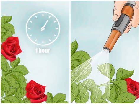 3 Ways To Get Rid Of Aphids On Roses Organically WikiHow