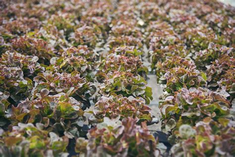 샐러드 농장 야채 레드 오크 상추 신선한 유기농 수경 재배 야채 농장을 닫아 붉은 녹색 샐러드 수경 재배 농장을 생산합니다 녹색 유기농 농장 농장에서 레드 오크 양상추