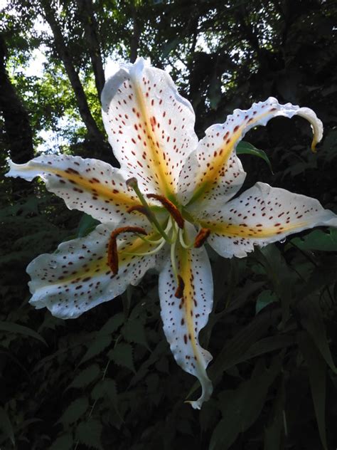 調布市野草園 夏の花2024 7月中旬開花 ヤマユリキンミズヒキクサアシサイタイコンソウメハジキ等 K U R A D A