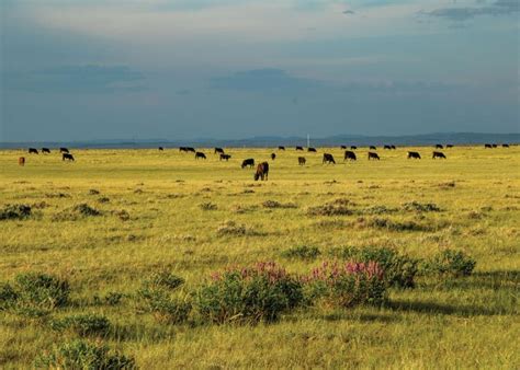 Management Strategies To Increase The Resilience Of The Beef Cattle Supply