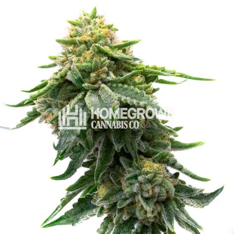 Kosher Kush Feminized Cannabis Seeds Strain Info Homegrown Diaries