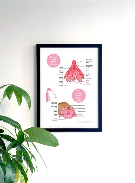 Clitoris Print Set Sexual Health Education The Vulva Etsy