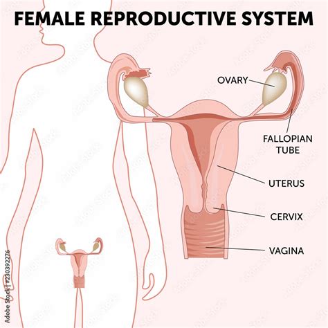 Female Reproductive System The Uterus And Ovaries Scheme Phase Of The