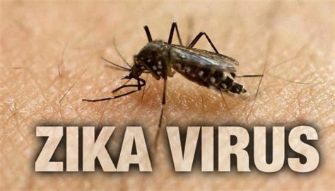 Zika Vírus O Que é Causas Sintomas E Tratamentos 【atualizado】