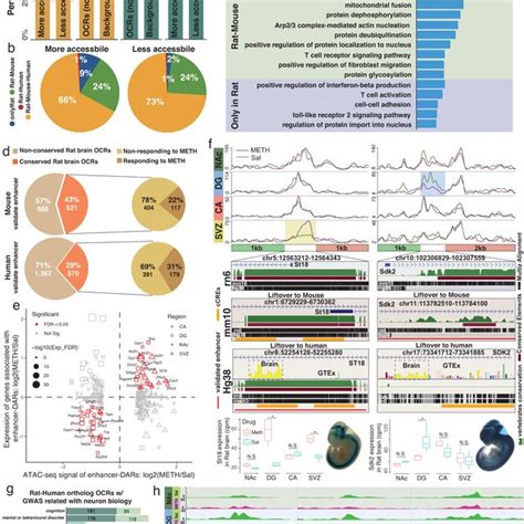 Evolutionary Conservation Of Rat Brain Dars Induced By Binge Meth Download Scientific Diagram